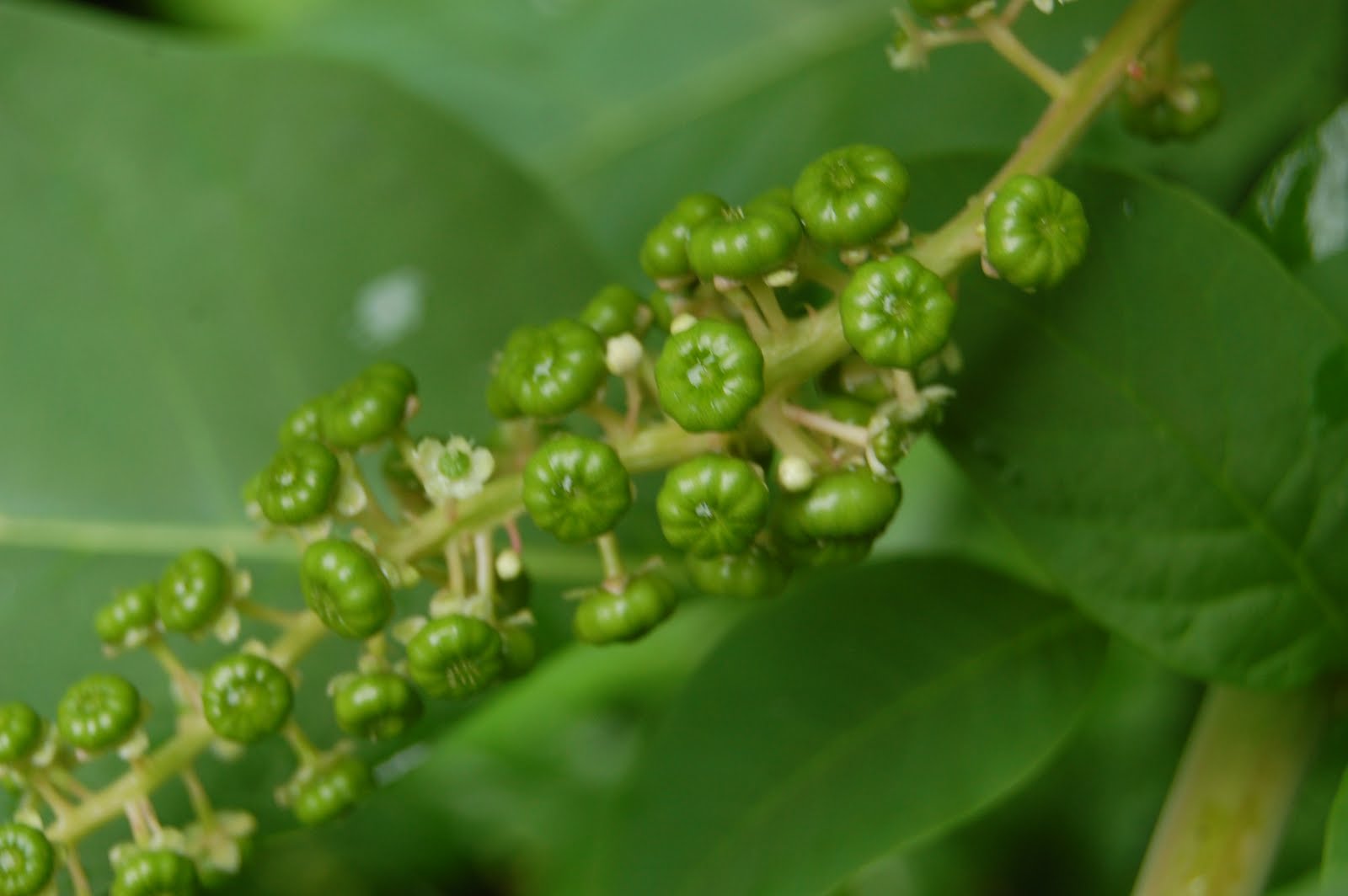 Sprouts: Pokeweed