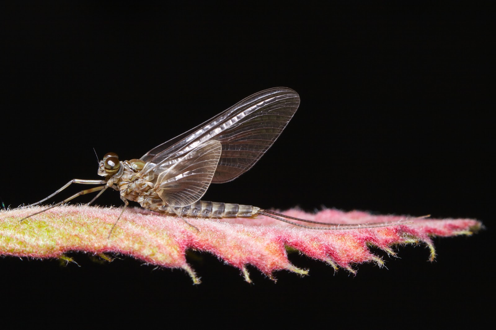 MUSKEGON RIVER HATCHES ~ Matt Supinski's Gray Drake Lodge/Selectivity ...