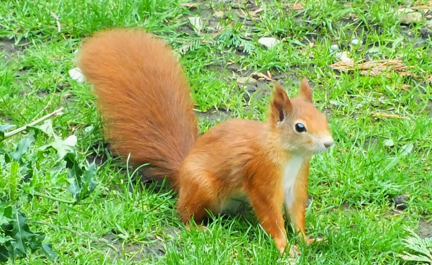 Tick 'n' go Birding: More photos from the Wildlife Centre.British animals.