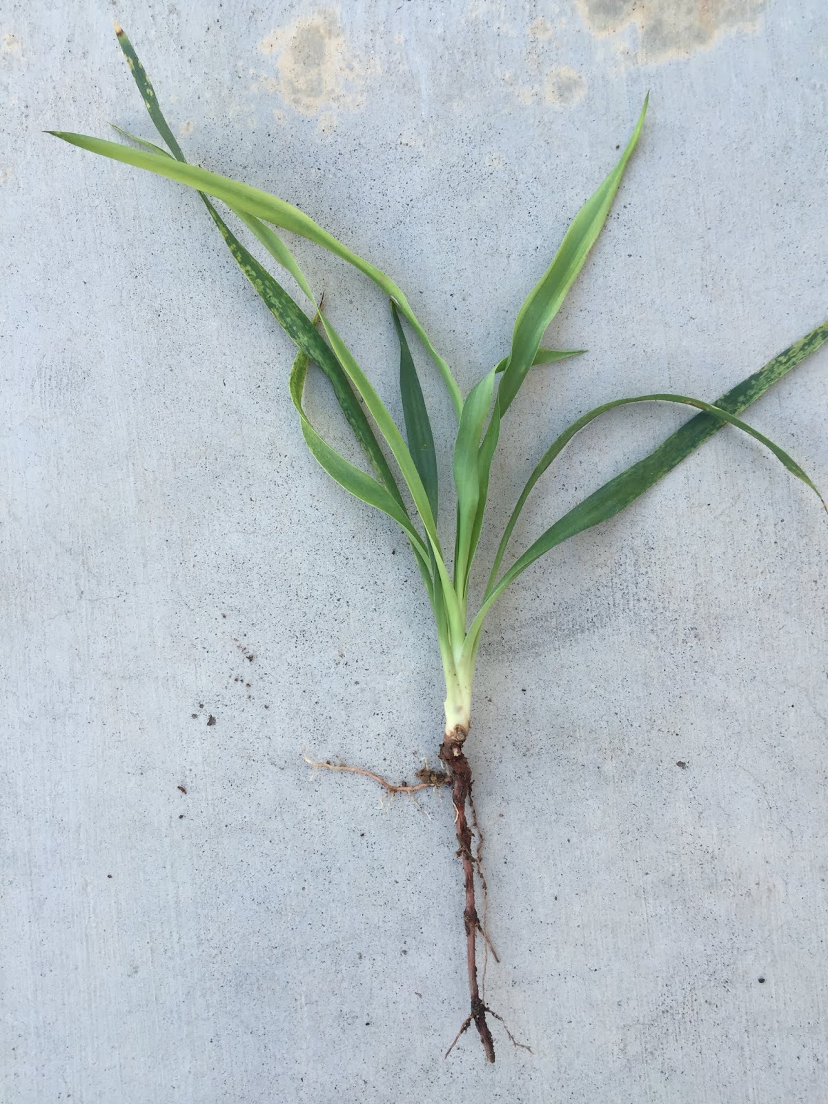 Xtremehorticulture of the Desert