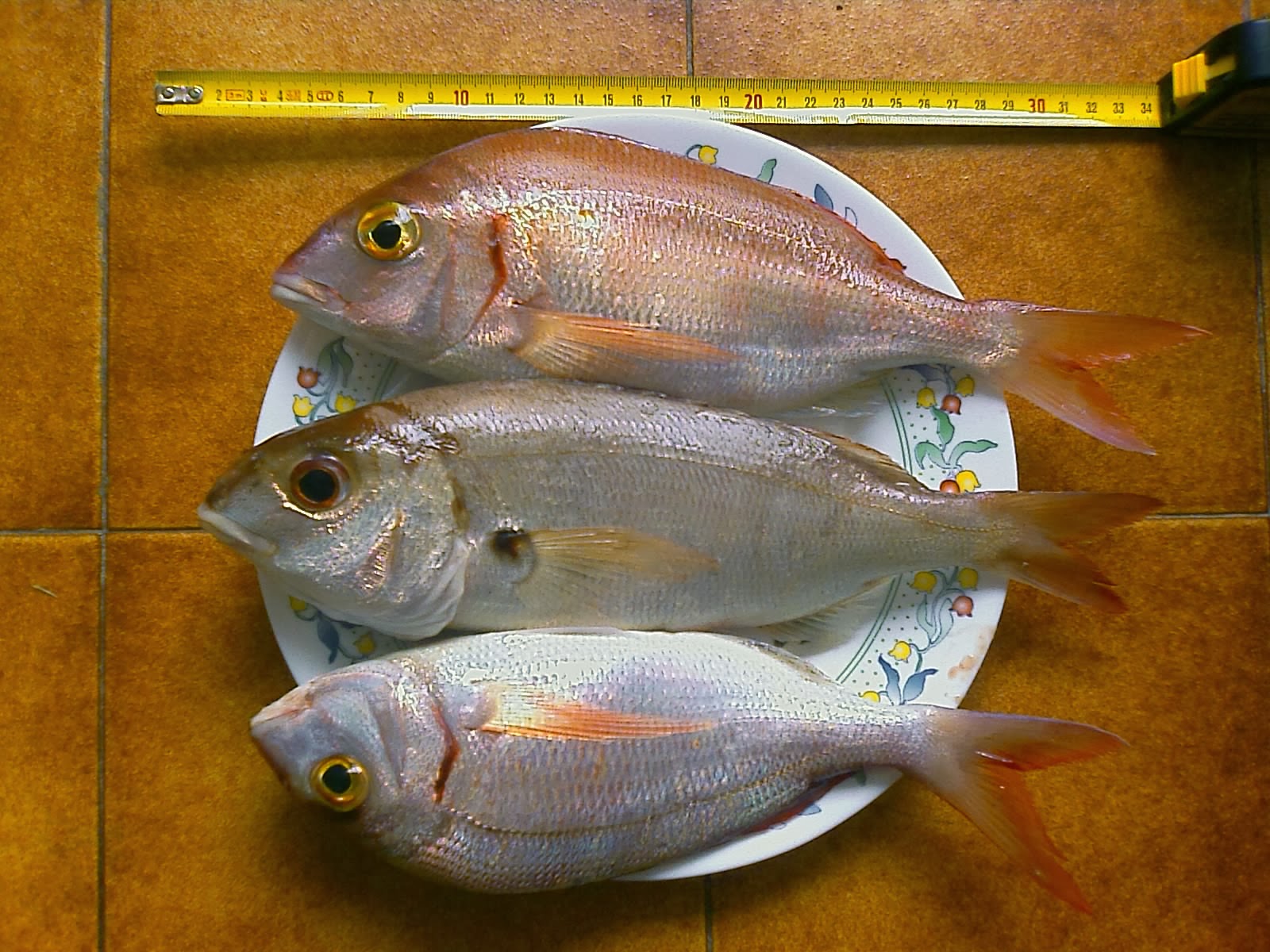 CALABRIA GASTRONOMIC: LA RECETA DE LA SEMANA : BRECA EN PAPILLOTE