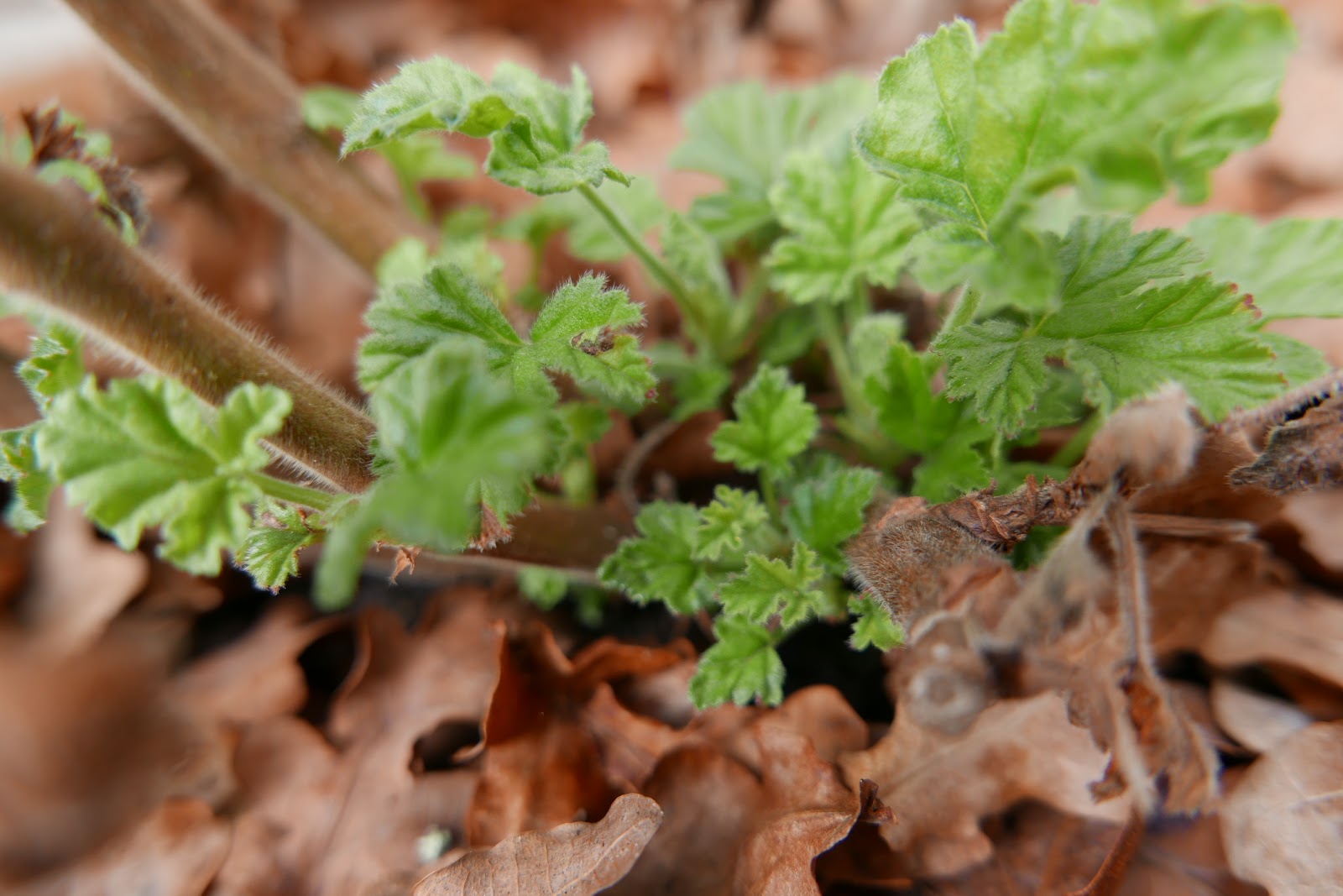 365 Days.: Nothing is so beautiful as spring...