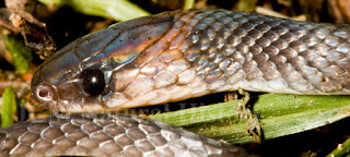 The Herpetology of Trinidad and Tobago: Coffee Snake, Ninia atrata ...