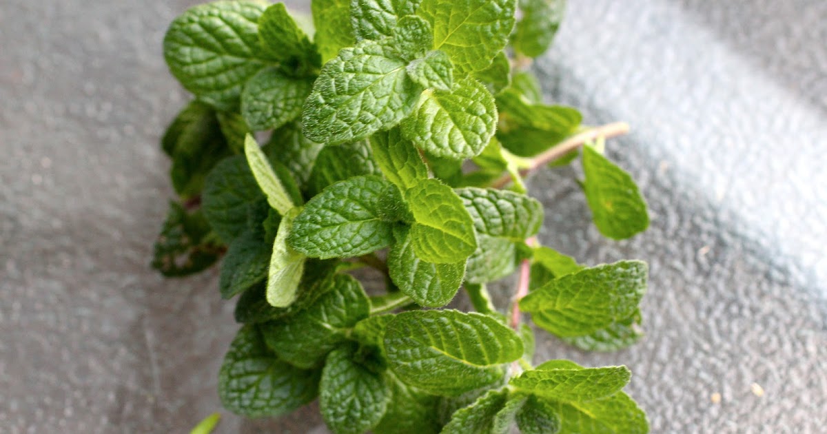 Florez Nursery: Mystery Mint
