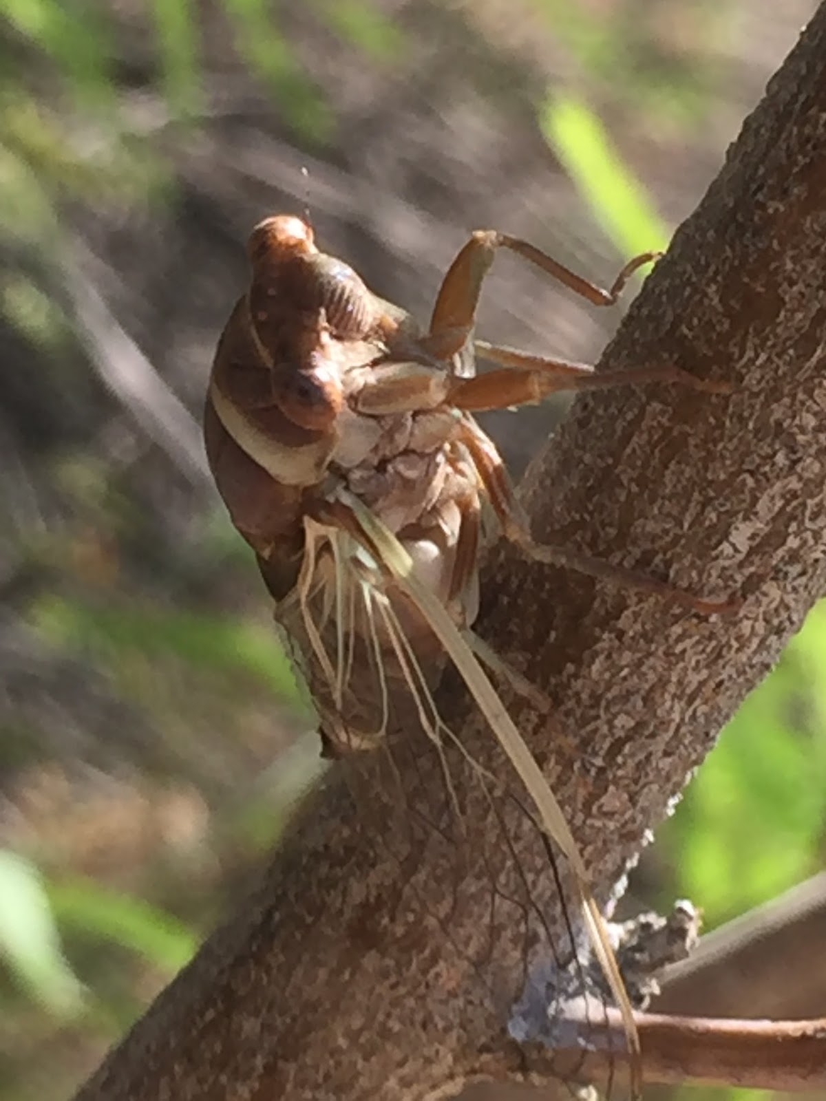 虫頭: セミ（Diceroprocta apache) Citrus Cicada