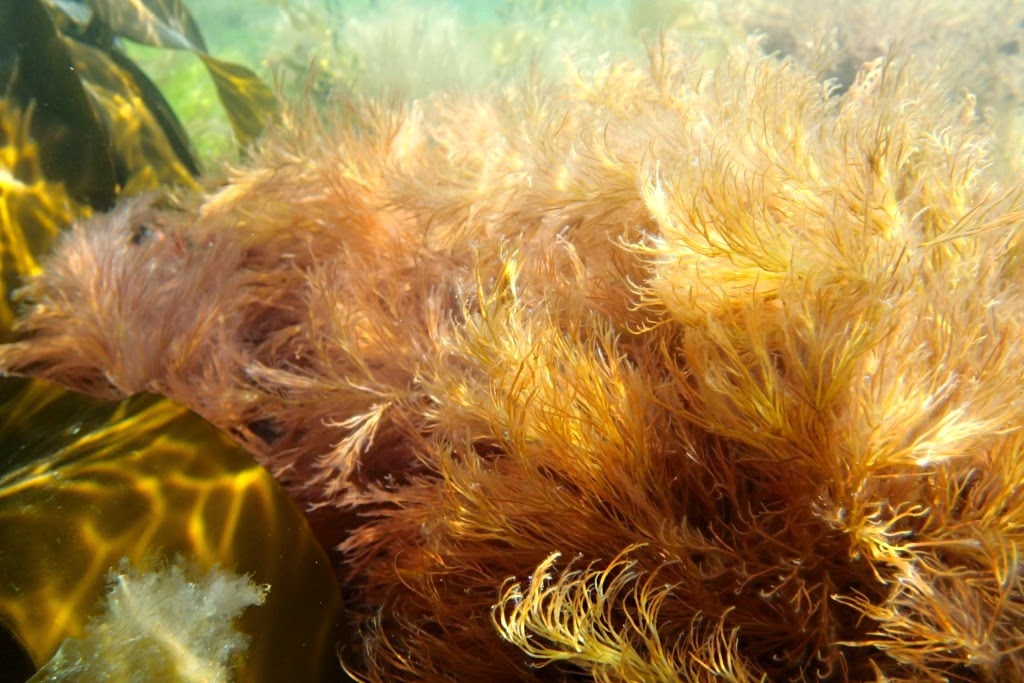 Shoresearch Cornwall Blog: Stand up Paddle Board reccie of Marazion eel ...