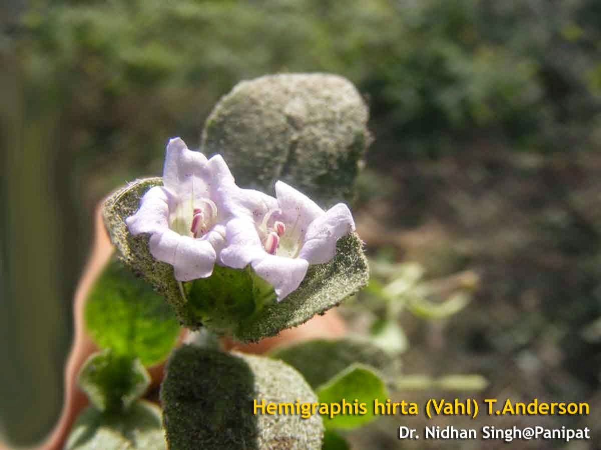 Medicinal Plants: Hemigraphis hirta, Hairy Hemigraphis