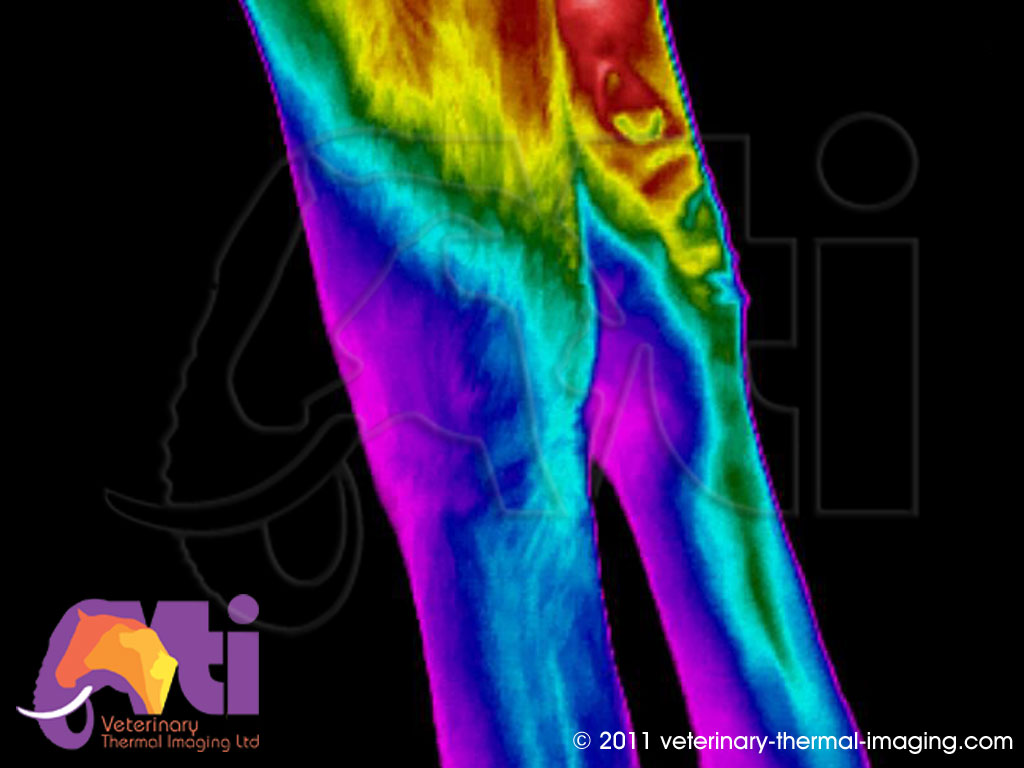 Equine Thermography: Dermatomes on a Hafflinger Indicative of Nerve Damage