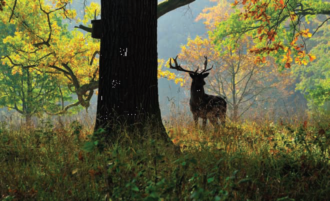 SEXTO GRADO GRUPO "B".: LOS COMPONENTES NATURALES DE LA TIERRA.
