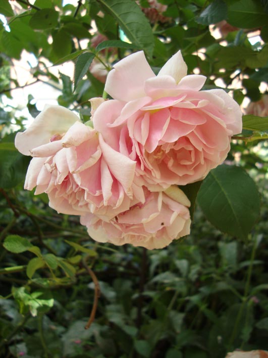 the phoenix garden: garden roses