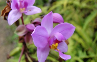 Aurora: Anggrek tanah