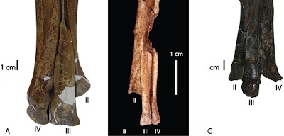 pan-Aves: dubna 2011