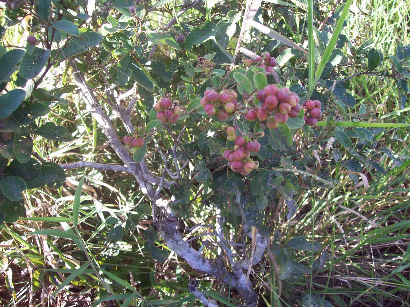 ZOOFLORA CERRADO: Flora de um fragmento de Cerrado na Universidade de ...