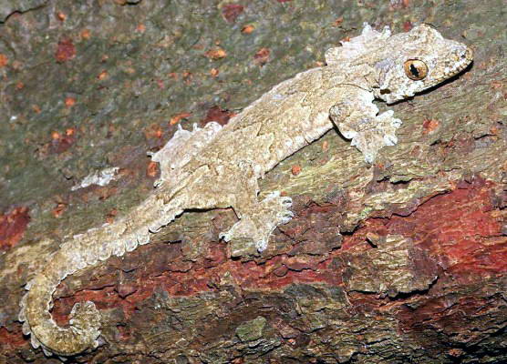 Check It Out !!: 10 Kadal Berbentuk Paling Unik Di Dunia