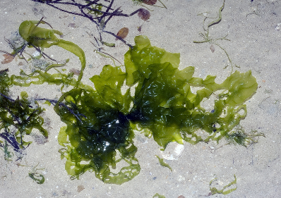 BIMA ANDI KURNIAWAN: GANGGANG HIJAU (CHLOROPHYTA)