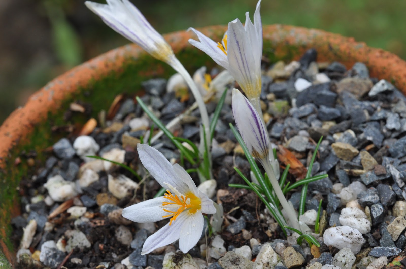Alpine Garden Society Victorian Group: Crocus Autumn Flowering.
