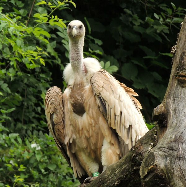 Faszination Geier: Wilde Gänsegeierkolonie in Salzburg