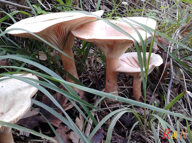 Dizionario dei Funghi: Clitocybe geotropa
