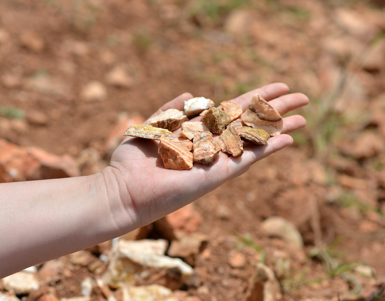 A school of fish: Calcite Onyx Rockhounding