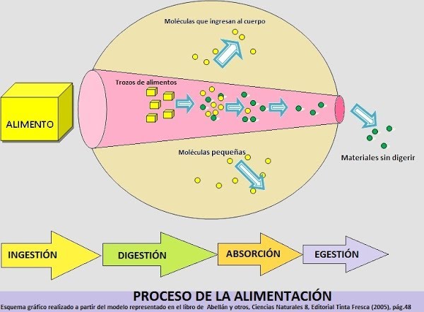 PROCESO DE ALIMENTACIÓN
