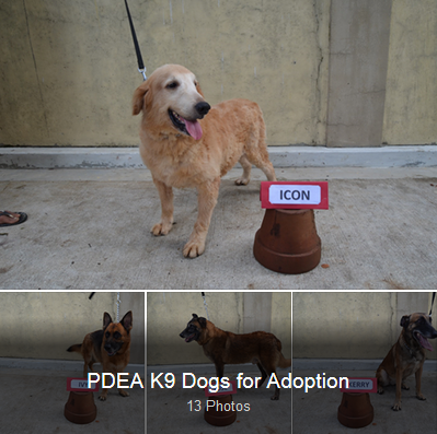 Retired K9 police dogs from PDEA up for adoption - Where In Bacolod