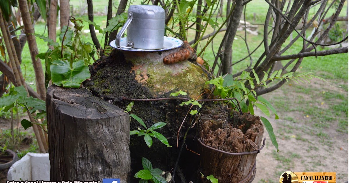Canal Llanero : Tinaja y Tinajero