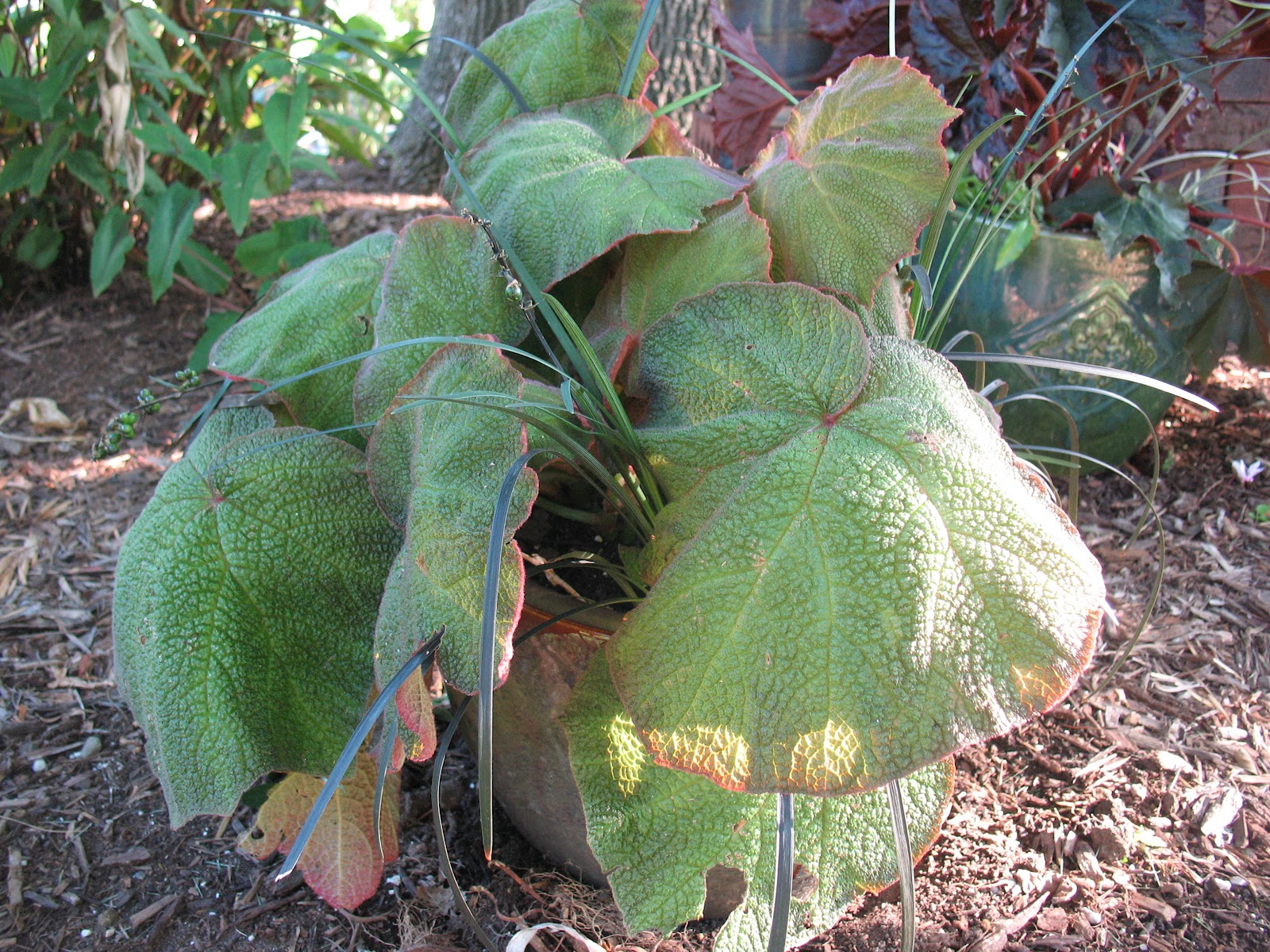 Greenbow: Big Begonias