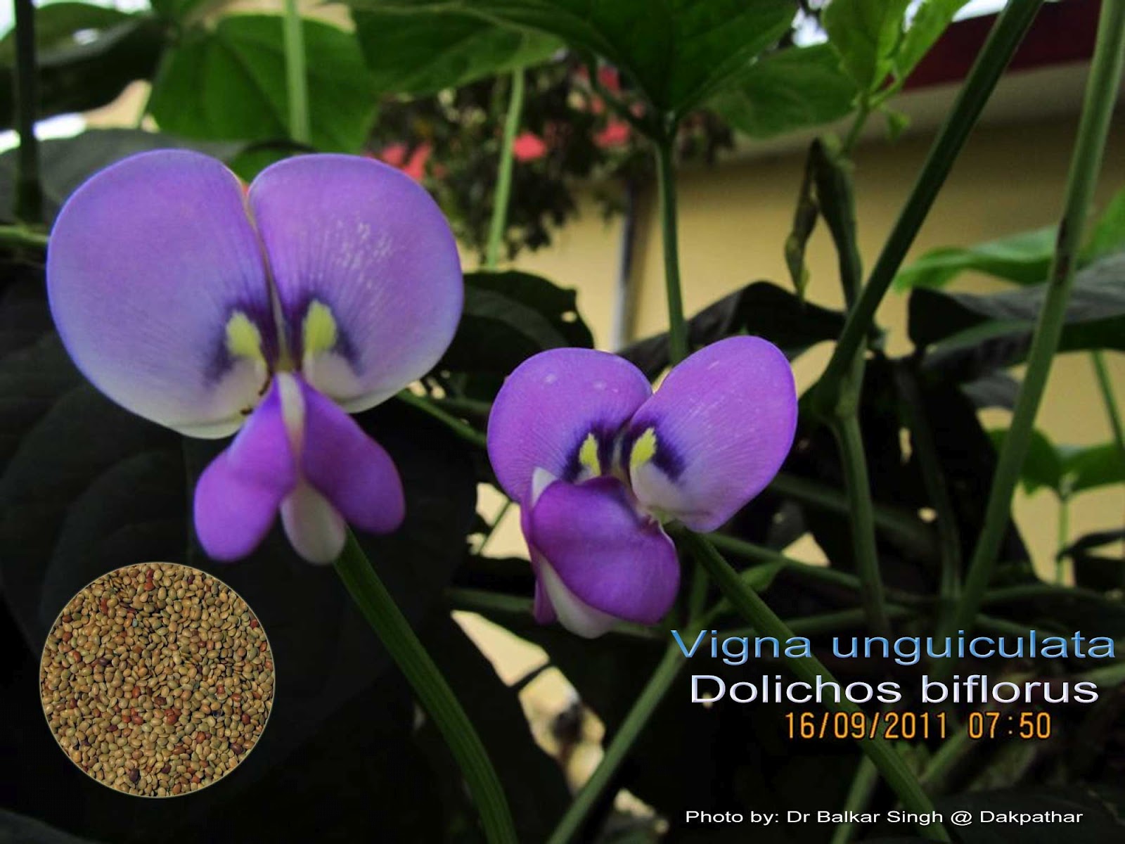 Medicinal Plants: Vigna unguiculata, Dolichos biflorus Kollu, Ulavalu ...