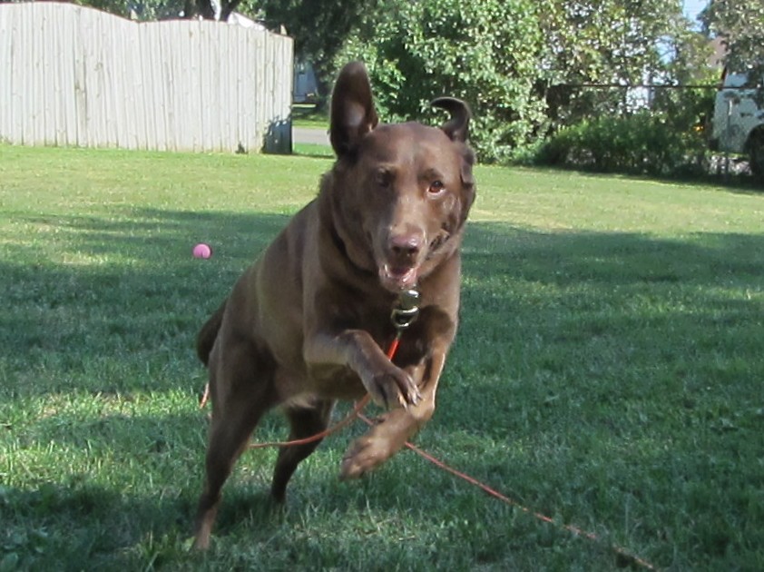 Rachel Baron Creates...