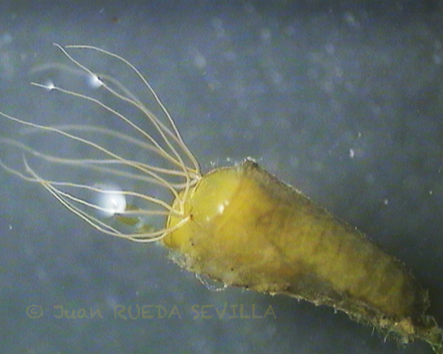 Macroinvertebrados acuáticos: Mosca negra en la Comunidad Valenciana.