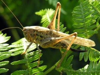 Universo Animal: ¿Pueden cantar los saltamontes?