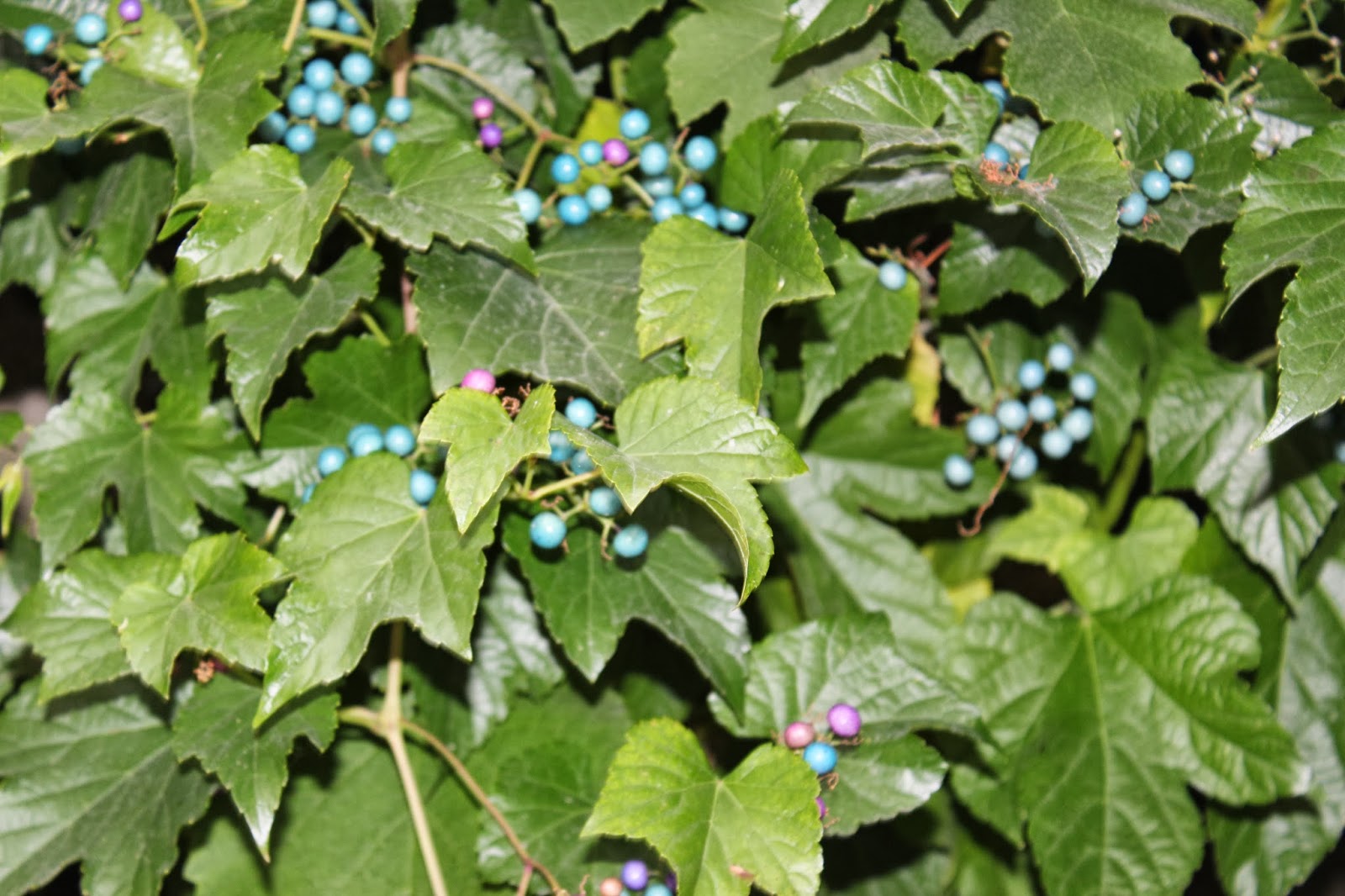 Vigne vierge (Parthenocissus tricuspidata)