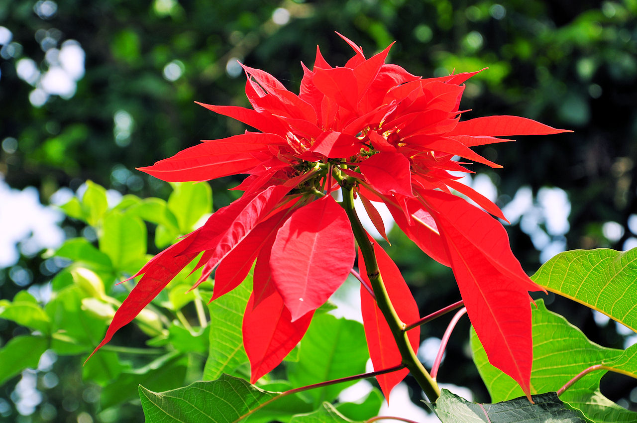 Imágenes de flores de Nochebuena - Imagui