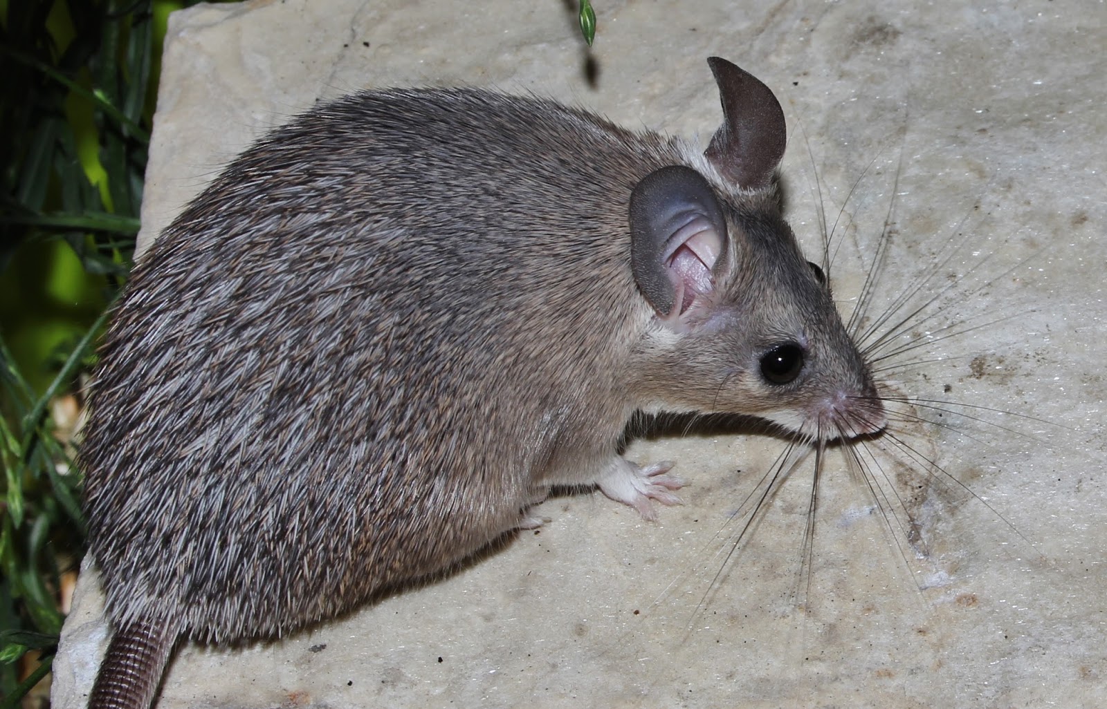 Biodiversity of Cyprus by NGO Protection of the Natural Heritage and ...