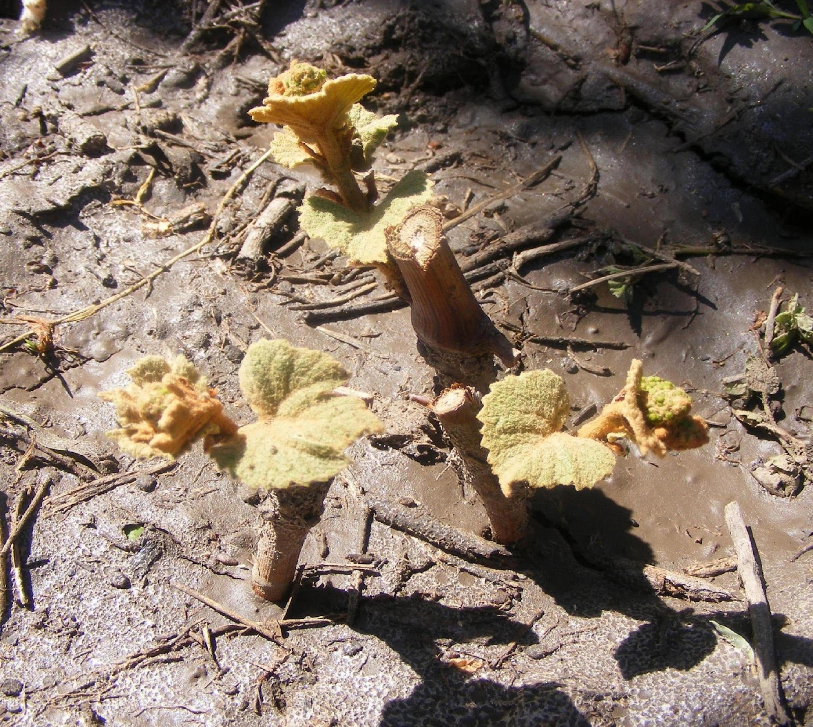 Plantarea si ingrijirea vitei de vie Cum Inmultim Vita De Vie ...