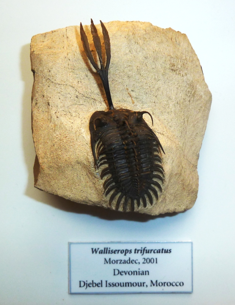Dave Hubble's ecology spot: Four of the best: spiny trilobites
