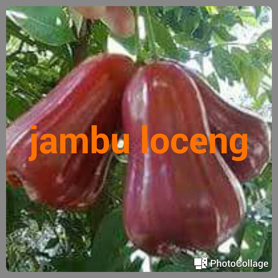 D'LAMAN HIJAU NURSERY: TANAM POKOK DALAM PASU