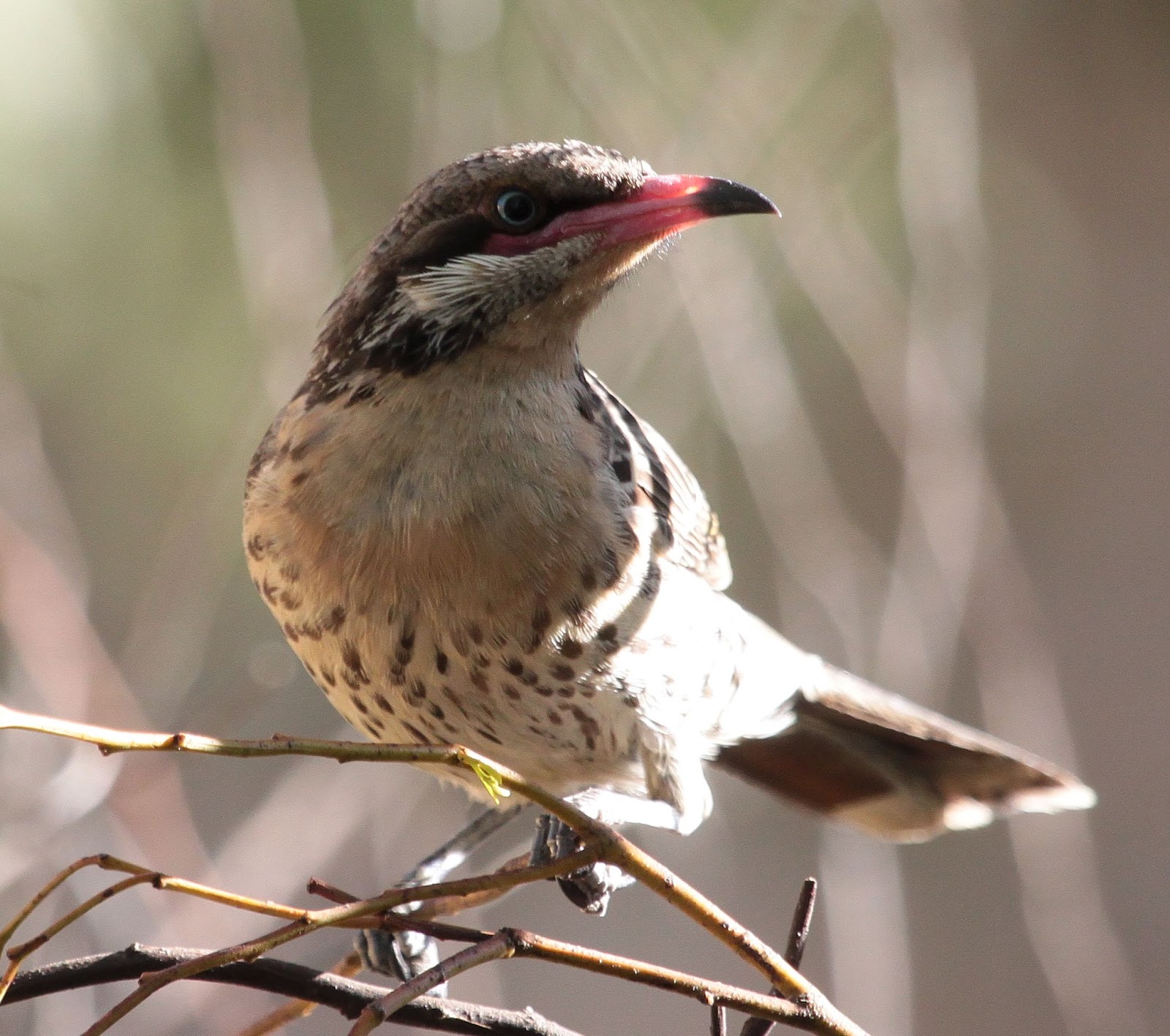 Richard Waring's Birds of Australia: Babblers, Honeyeaters and Kingfishers