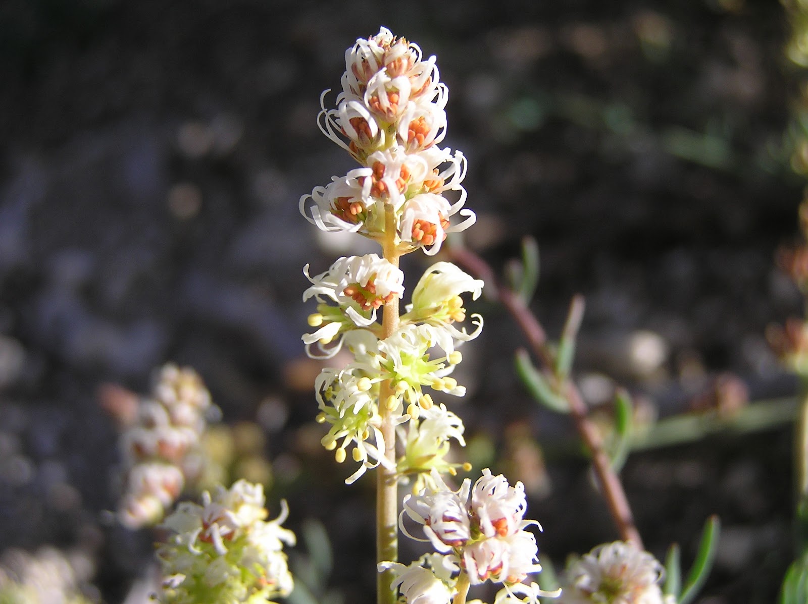 Flores Silvestres: Reseda gredensis