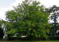 Arce del azúcar (Acer saccharum) - Frutas del mundo