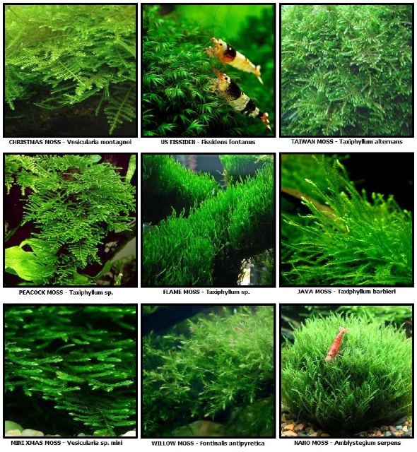 The Beauty of Underwater: Moss