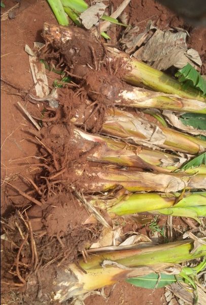 KILIMO BORA CHA MIGOMBA