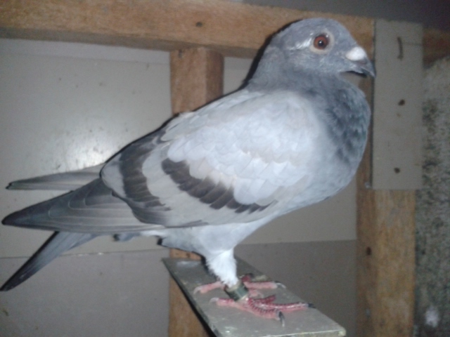 Raising Pigeon: The Pigeons