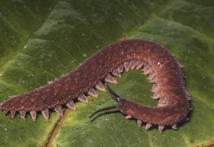 Gusano | Naturaleza asombrosa, maravillas naturales