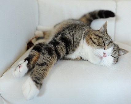 Maru The Cat: Popular Japanese cat