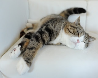 Maru The Cat: Popular Japanese cat