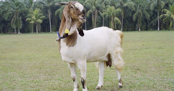 Cara Budidaya Ternak Kambing