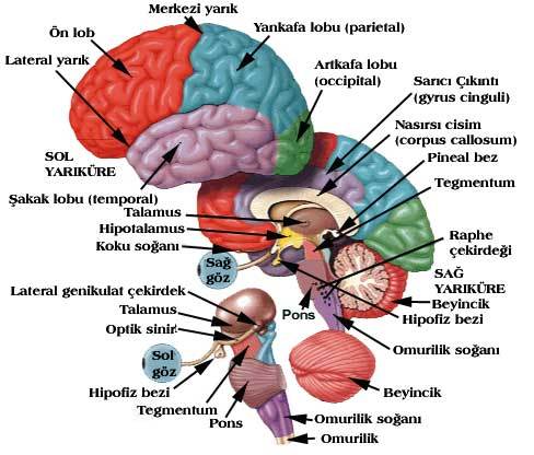 SİNİR SİSTEMİ: SİNİR SİSTEMİNİN YAPISI (ANATOMİSİ)