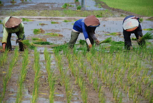 TAHAPAN PENANAMAN TANAMAN PADI SETELAH PEMBIBITAN | Tips Petani