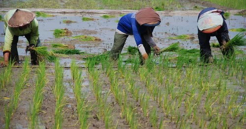 TAHAPAN PENANAMAN TANAMAN PADI SETELAH PEMBIBITAN